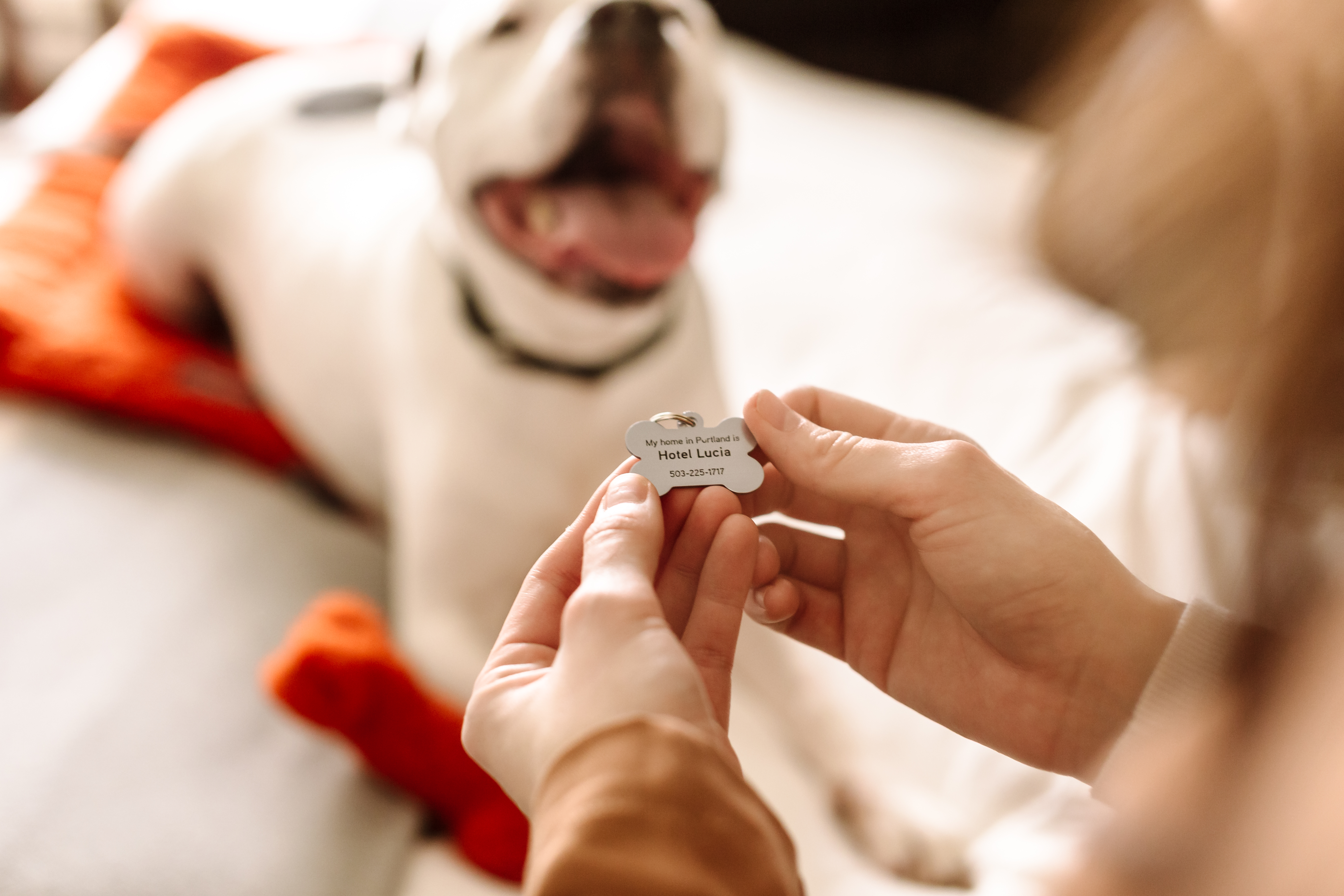 Pet-Friendly Luxury at Our Portland Hotel: The Art of the Pet, Lucia Style